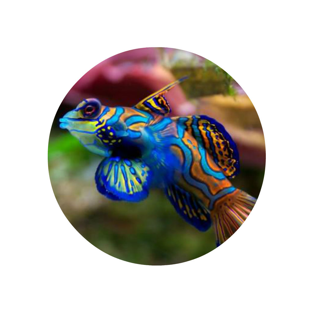 Altos directivos y decanos – LearningLovers.es